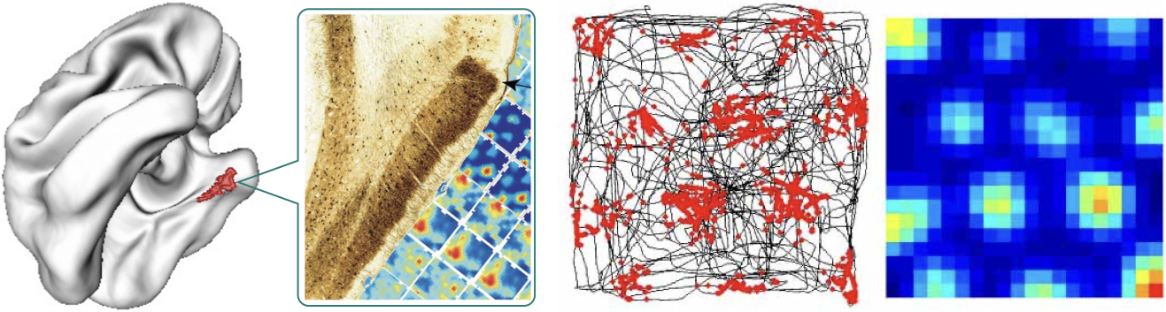 Curious Similarities Between AI Architectures and the Brain – NEUROTECH LAB